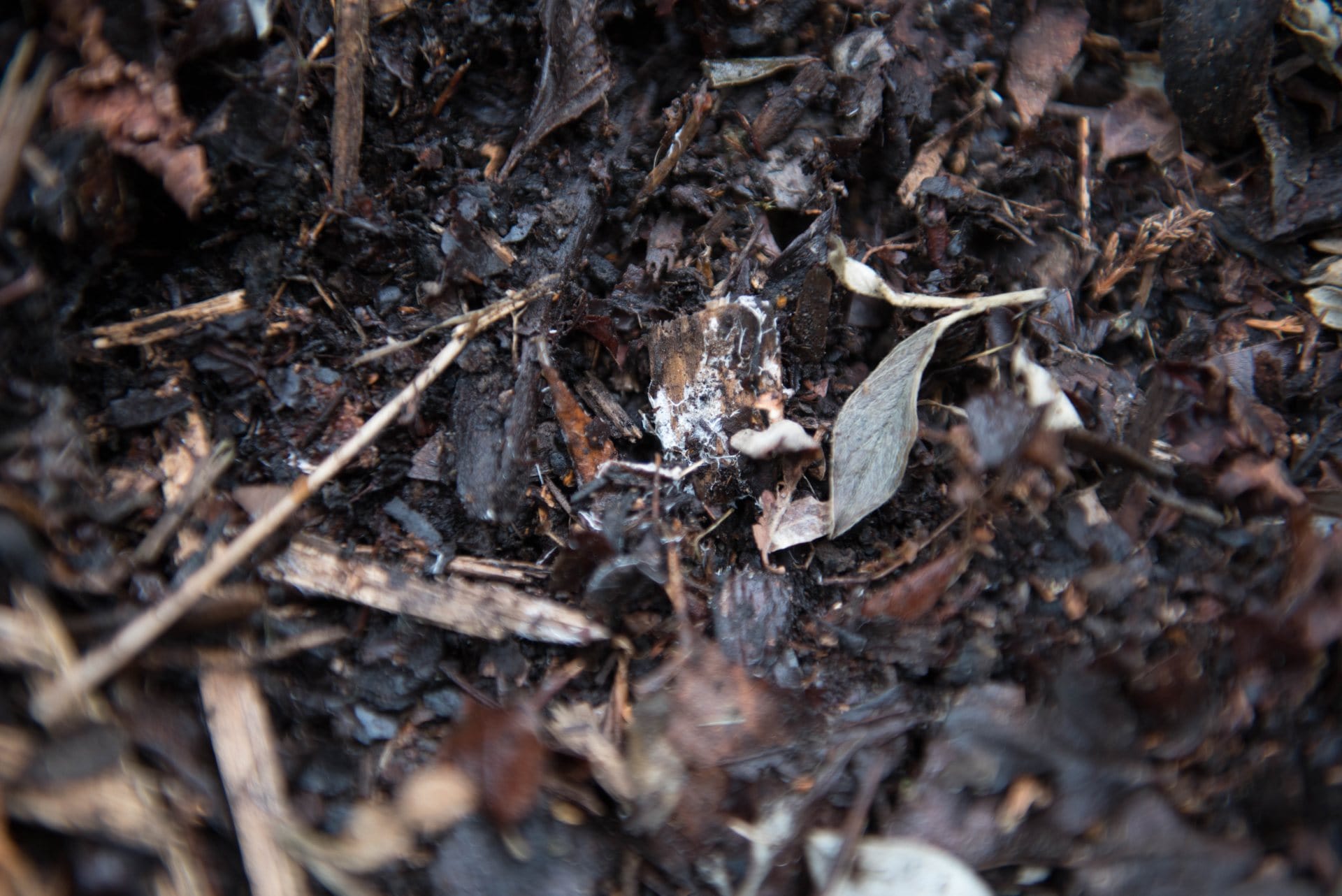The Benefits and Tips of Mulching in Permaculture Gardening